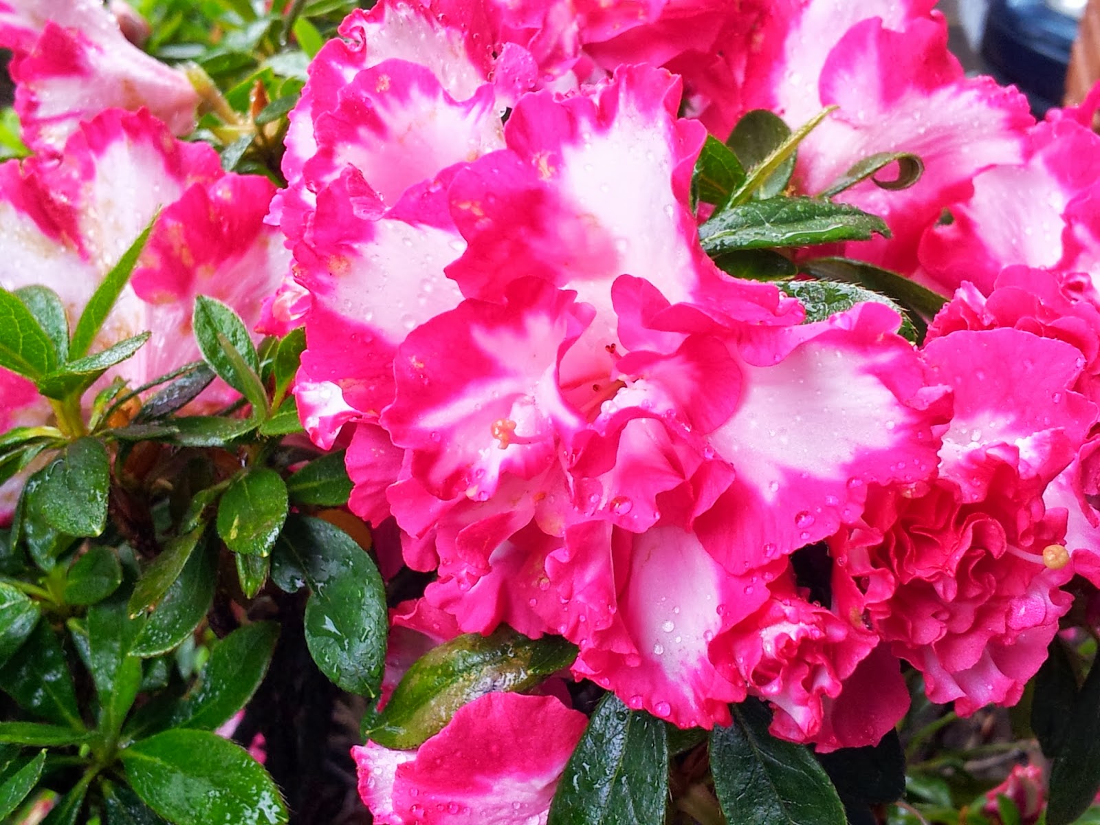 Yellow roses: Roseville Album centre blocks completed